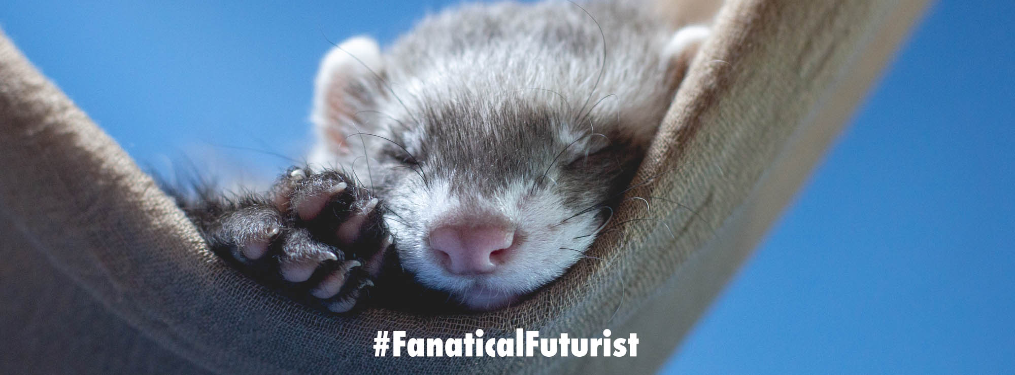 Apple quietly launches its multi modal AI LLM rival called Ferret ...
