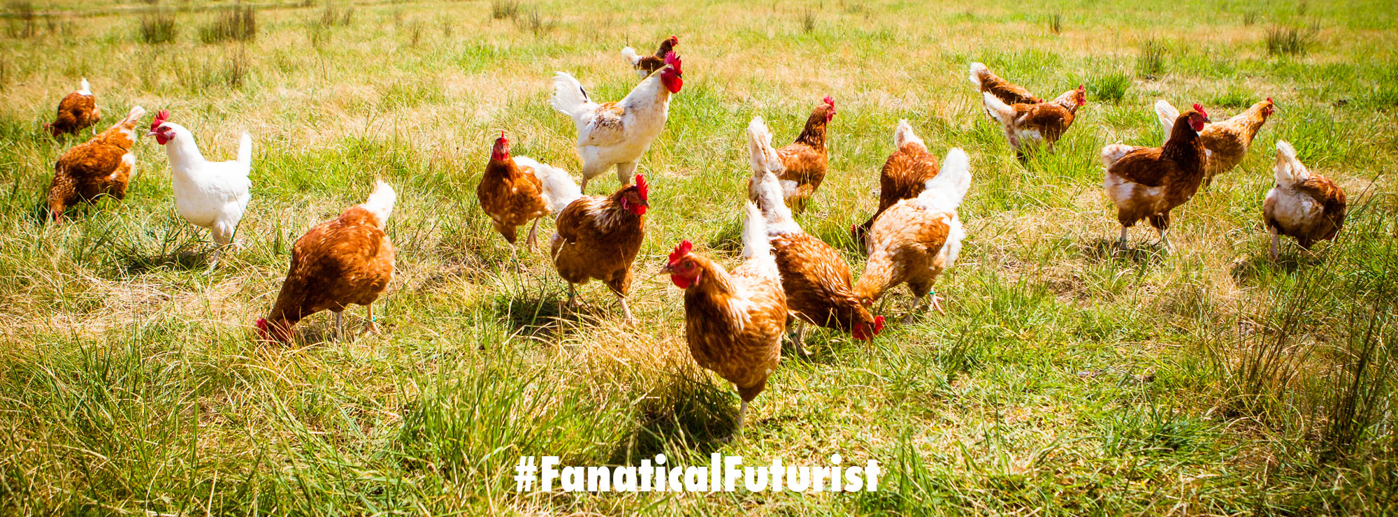 Scientists are using AI to create universal translators for chickens ...