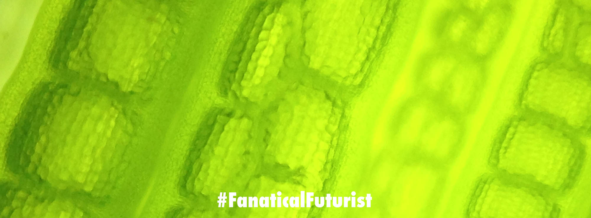 World's first algae based bio-circular datacenter launches in France ...