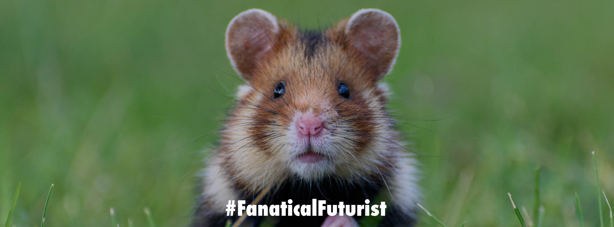 Web 3 Play to Earn platform Hamster Combat surges past 100 Million ...