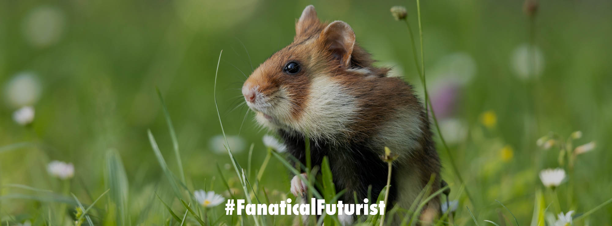 Researchers have created Hamsters that photosynthesise their energy ...