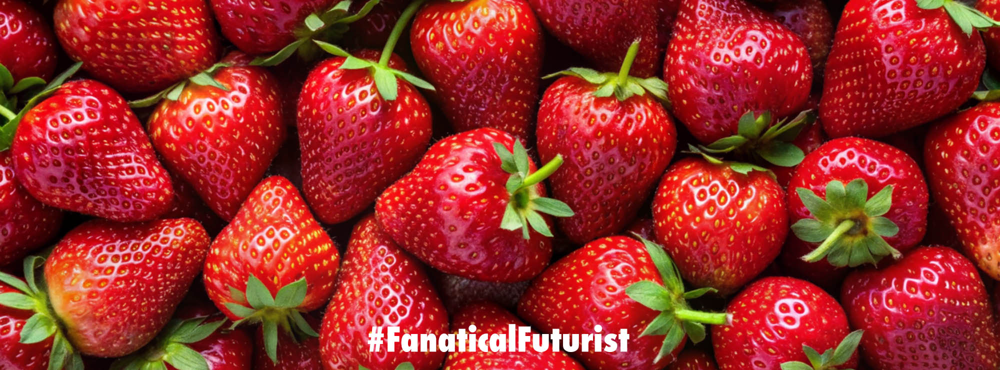 Dyson's massive Strawberry farm ferris wheel boosts yields by 250 ...