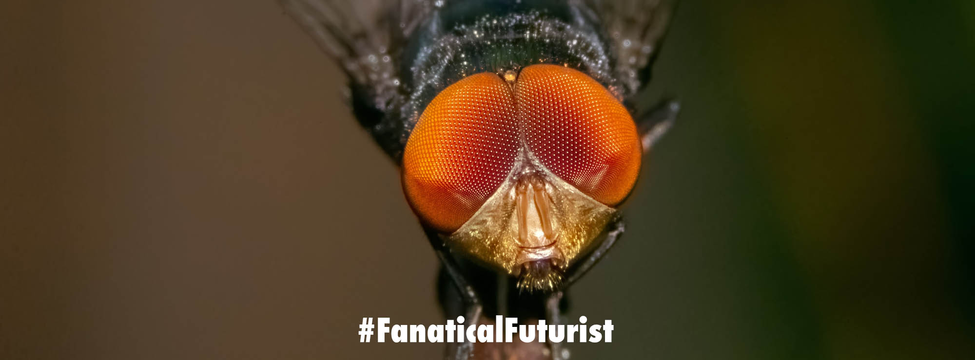 Researchers put a simulated fly brain in a simulated fly body in the ...
